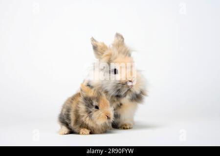 Lion's mane dwarf rabbit with kitten, Lion's mane dwarf rabbit, Lion's ...