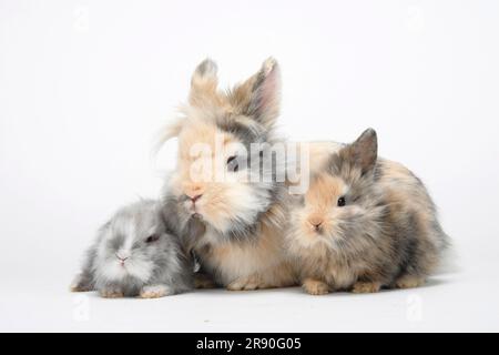 Lion's mane dwarf rabbits and kittens, lion's mane dwarf rabbits, lion ...