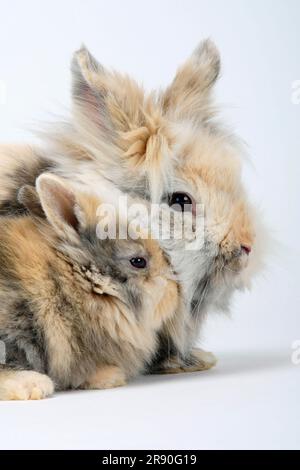 Lion's mane dwarf rabbit and kitten, Lion's mane dwarf rabbit, Lion's ...