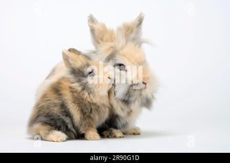 Lion's mane dwarf rabbit and kitten, Lion's mane dwarf rabbit, Lion's ...