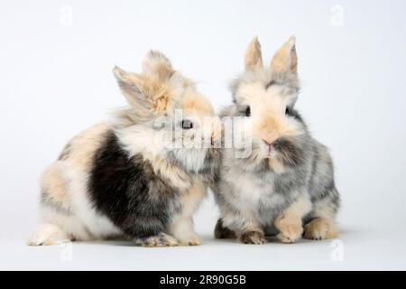 Lion-maned dwarf rabbits, kittens, lion-headed rabbits, domestic ...