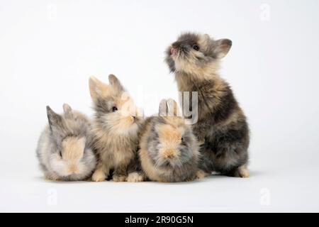 Lion-maned dwarf rabbits, kittens, lion-headed rabbits, domestic ...