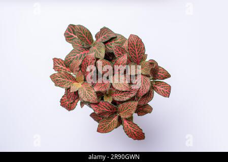 Red Ruby plant. Beautiful and intense colors on a Fittonia house plant ...