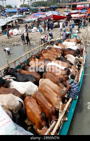 Dhaka, Bangladesh -June 23, 20023: On the occasion of the holy Eid-ul-Azha, traders are bringing ...