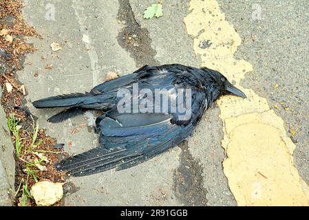 dead crow on a yellow line in the road roadkill Stock Photo - Alamy