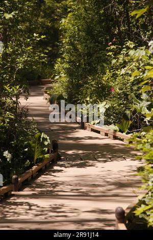 Plants During the Bog Walk Stock Photo - Alamy