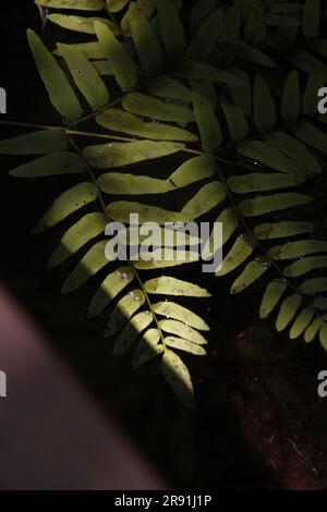 Plants During the Bog Walk Stock Photo - Alamy