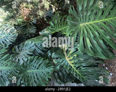 Monstera in the foreground jungle forest Stock Photo - Alamy