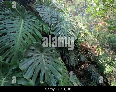 Monstera in the foreground jungle forest Stock Photo - Alamy