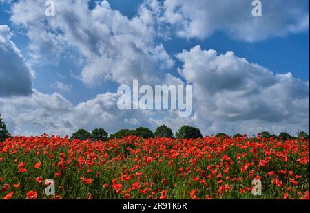 Field of poppies near Courtyard Farm, Ringstead, Norfolk Stock Photo ...