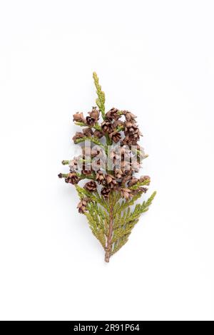 Western red cedar tree branch with green linear shaped leaves against a ...