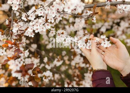 Hand of woman touching blossoming flowers in a flower field moody ...