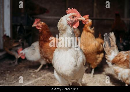 Chicken flock on the farm Stock Photo - Alamy