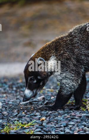 White-trunked coati (Nasua narica), white-trunked bear, adult, upright ...
