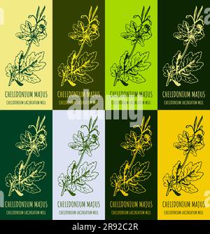 Set of vector drawing of GREATER CELANDINE in various colors. Hand ...