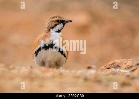 cinnamon quail thrush (Cinclosoma cinnamomeum), sitting on the ...