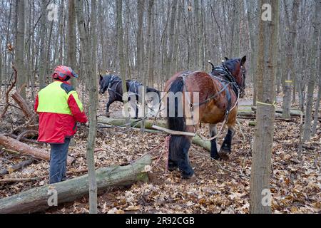 Belgian, Belgian Draft (Equus przewalskii f. caballus), logging horse ...