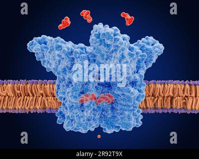 Illustration of the transient receptor potential cation channel ...