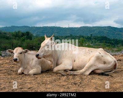 Domestic cows lying down on the ground, in Yogyakarta, Indonesia Stock ...