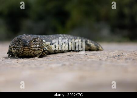 Bobtail lizard showing his teeth Stock Photo - Alamy