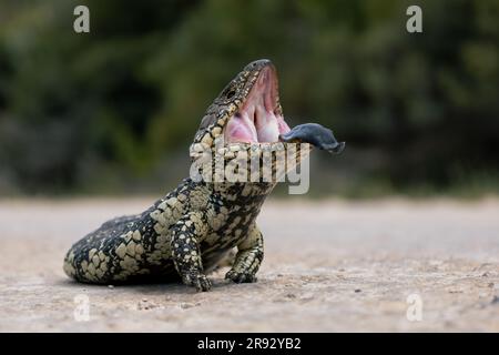 Bobtail lizard showing his teeth Stock Photo - Alamy