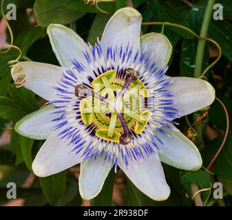 Passiflora L. is a genus of plants of the Passifloraceae family which ...