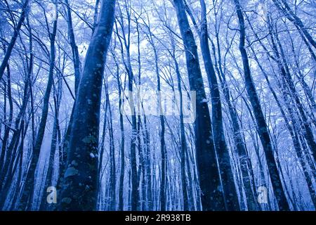 Bijin forest’s beech trees in winter Stock Photo - Alamy