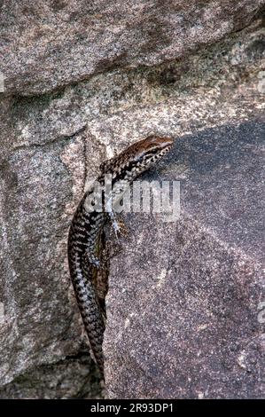 Eastern Water Skink, Eastern Water-skink, or Golden Water Skink ...