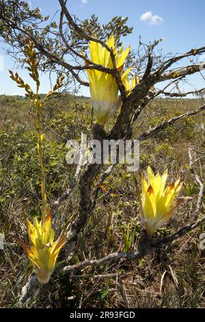 Epiphytic Catopsis berteroniana plants, Gran Sabana, Venezuela Stock ...