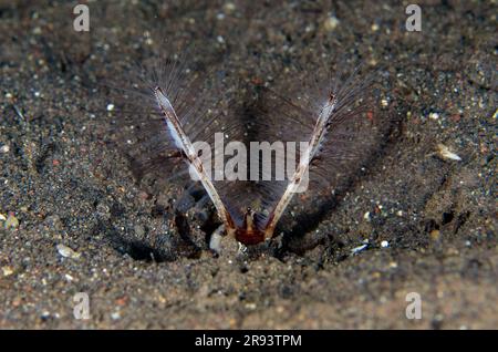 Devil Worm, Lygdamis sp, feeding tentacles out from hole, Melasti dive ...