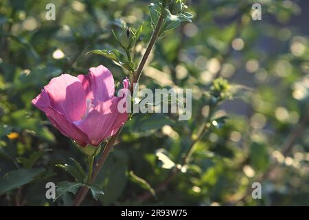 Violet hibiscus in bloom in a bush seen up close Stock Photo - Alamy