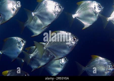 Subadult Silver Mono, Monodactylus argenteus, Jemeluk Bay dive site ...