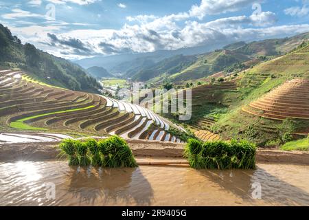 Farmers' rice seed bundles, ready for rice planting Stock Photo - Alamy