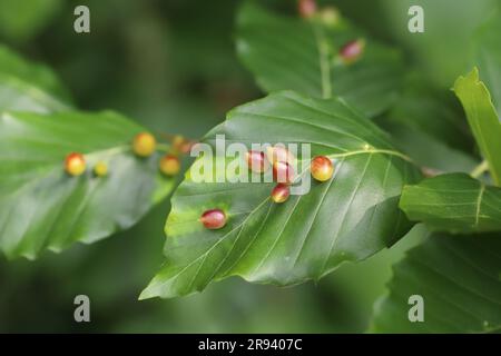 Galls of the Gall Midge (Mikiola fagi) on leaves of Common Beech (Fagus ...