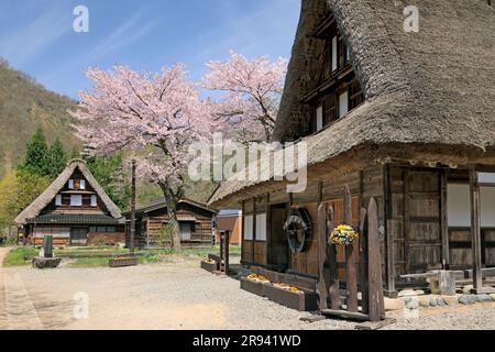 Suganuma Gassho-Zukuri Village and cherry blossoms in Gokayama Stock ...
