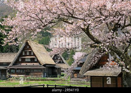 Suganuma Gassho-Zukuri Village and cherry blossoms in Gokayama Stock ...