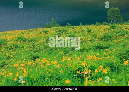 Lake Notan and Nikkoukisuge Stock Photo - Alamy