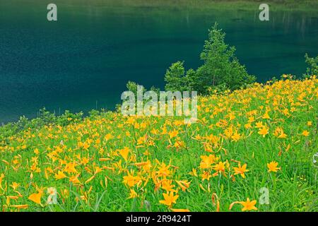 Lake Notan and Nikkoukisuge Stock Photo - Alamy