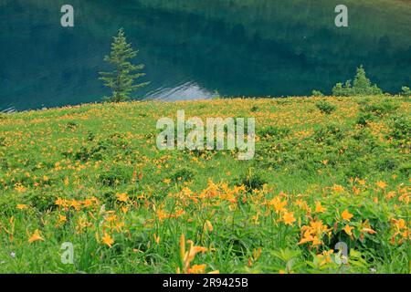 Lake Notan and Nikkoukisuge Stock Photo - Alamy