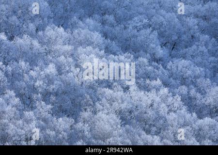 Shiga Kogen's rime forests Stock Photo - Alamy