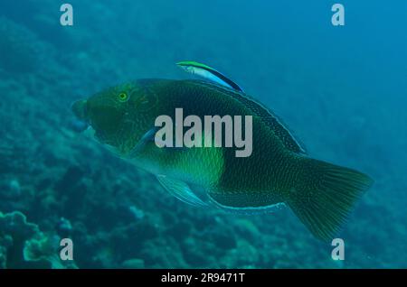 Male Blackeye Thicklip Wrasse, Hemigymnus melapterus, Crystal Lagoon ...