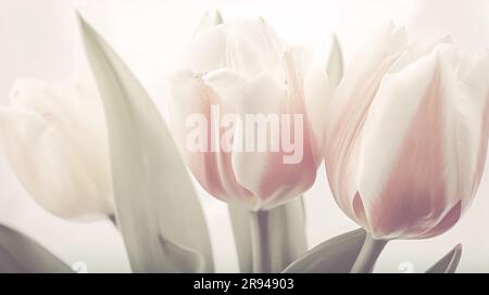 Bouquet of delicate pink and white tulips in a vase in front of an ...