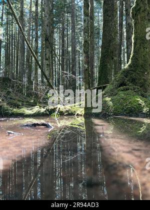 Picturesque view of green forest with swamp Stock Photo - Alamy