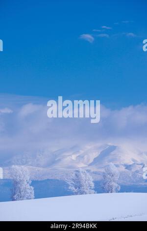 frost covered trees and Daisetsuzan mountains Stock Photo - Alamy