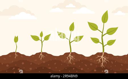 Infographics of plant growth phases. Plants with roots isolated on a ...
