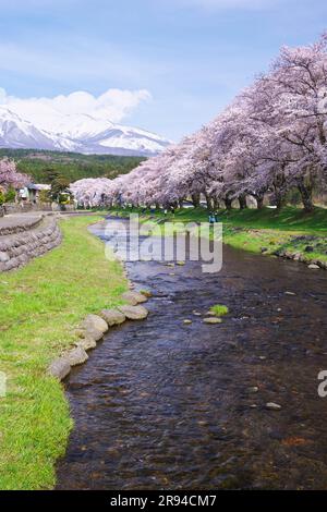Cherry trees in Nakayama Kasen Park and Mt.Chokai Stock Photo - Alamy