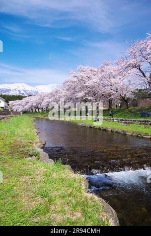 Cherry trees in Nakayama Kasen Park and Mt.Chokai Stock Photo - Alamy