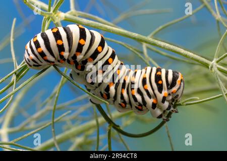 Caterpillar of the Maltese Swallowtail Butterfly (Papilio machaon subsp ...