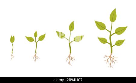 Infographics of plant growth phases. Plants planted in the ground. Flat ...