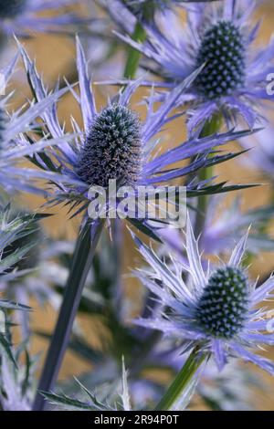 Blue sea Holly (Eryngium zabelii) plant flowers on a natural background ...